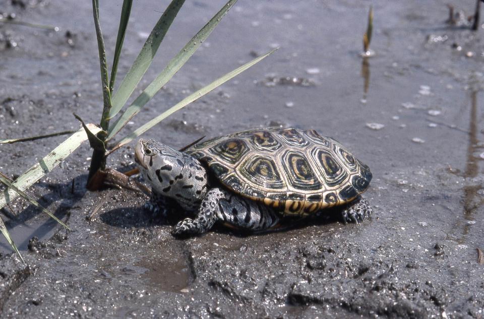 Diamondback Terrapin | NC Wildlife